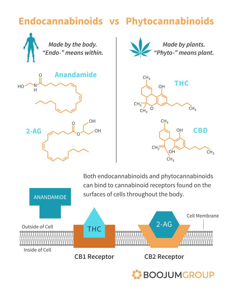 The Cannabinoids Within: Understanding the mechanisms and scope of the ...