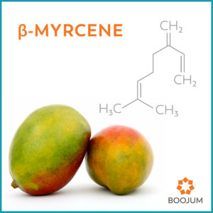 Terpenes: An Overview – Boojum Group